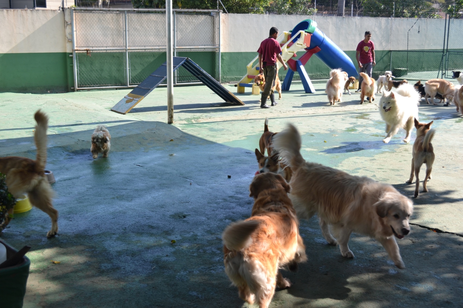 Creche para cães com spa e desconto a clientes de bancos fatura R$ 1,7 ...