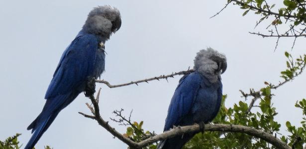 Ararinha-azul corre risco de extinção após surto de vírus na Bahia