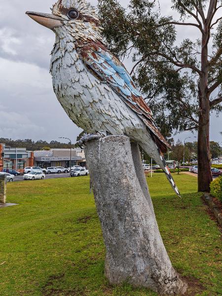 Conhece a cucaburra? Ave faz sucesso por parecer que está sorrindo