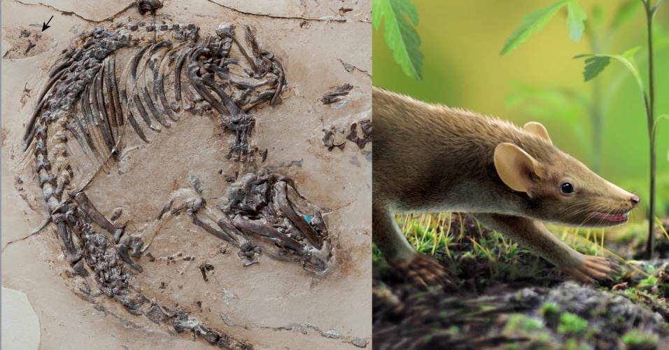 Fósseis revelam como eram os animais pré-históricos - BOL Fotos - BOL Fotos