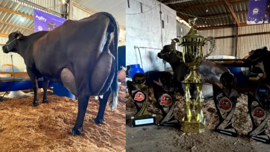 Vaca de MG bate recorde nacional com 343 litros de leite em 3 dias
