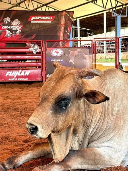 Morre o touro Bipolar, lenda dos rodeios no Brasil, aos 18 anos