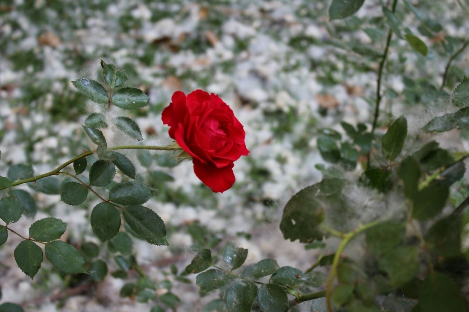 Fotos: Primavera no Brasil - 21/09/2015 - UOL Notícias