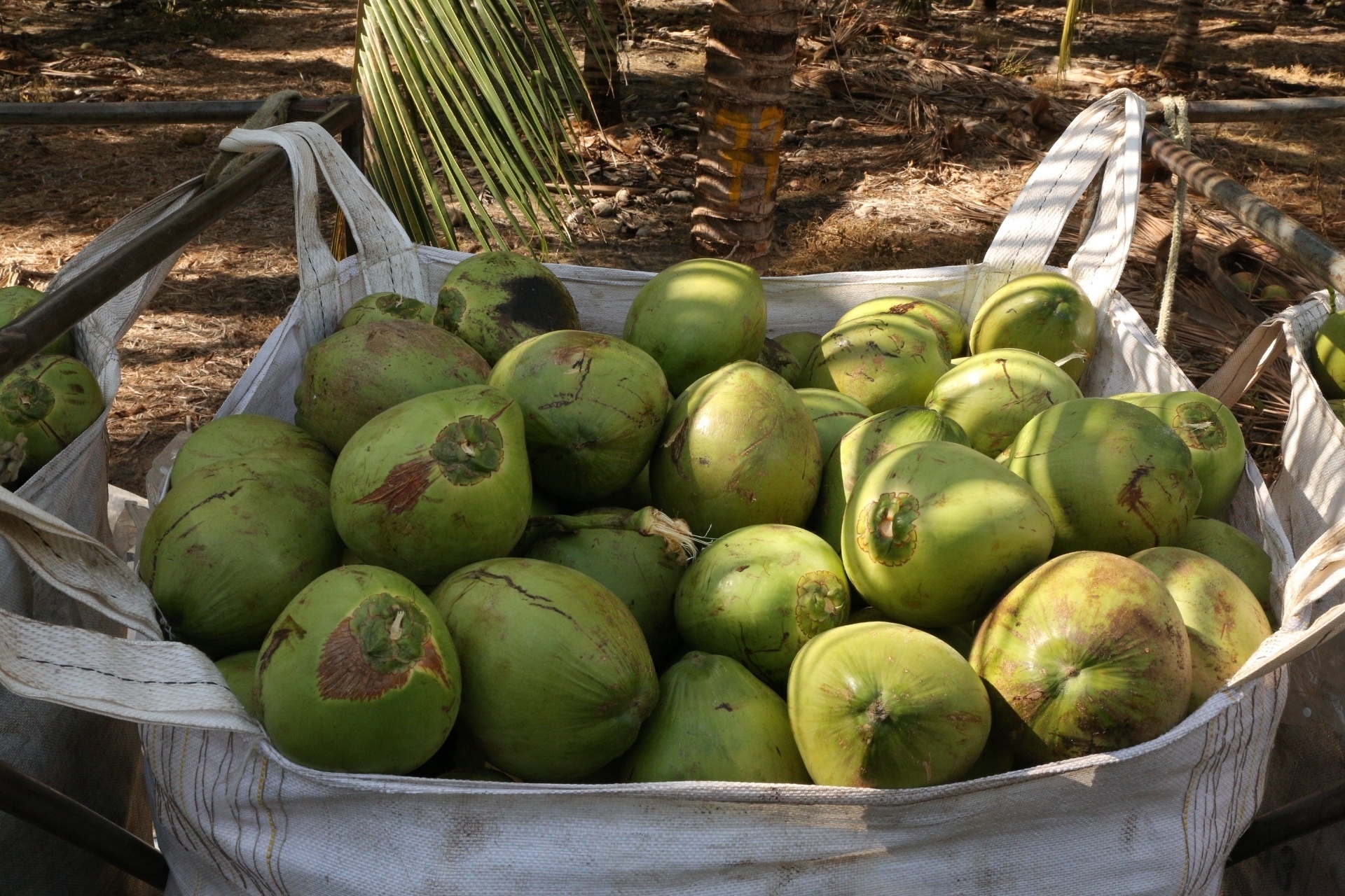 Fotos: Veja o caminho da água de coco, da fazenda até a caixinha - 03 ...
