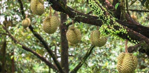 Como a fruta mais fedida do mundo pode ajudar a gerar energia para seu ...