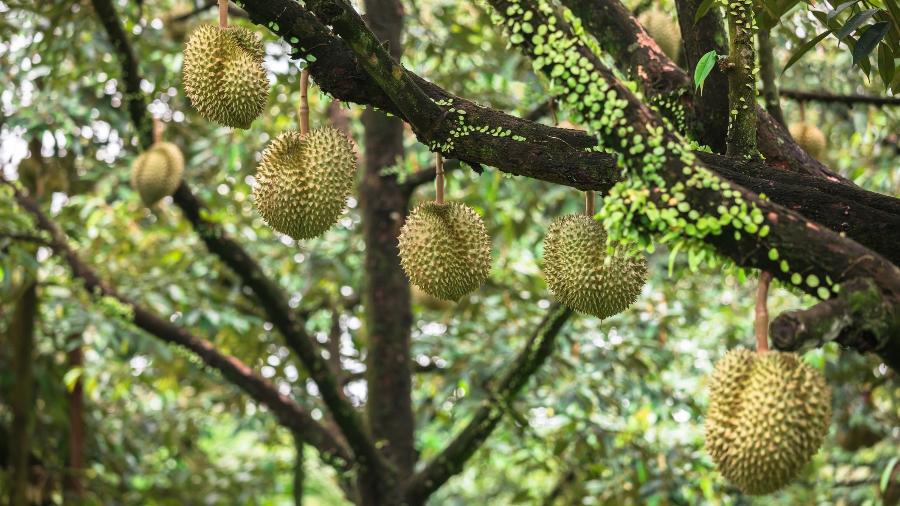 Como a fruta mais fedida do mundo pode ajudar a gerar energia para seu ...
