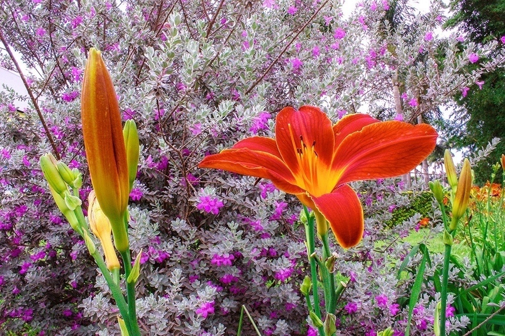 Fotos: Primavera no Brasil - 21/09/2015 - UOL Notícias