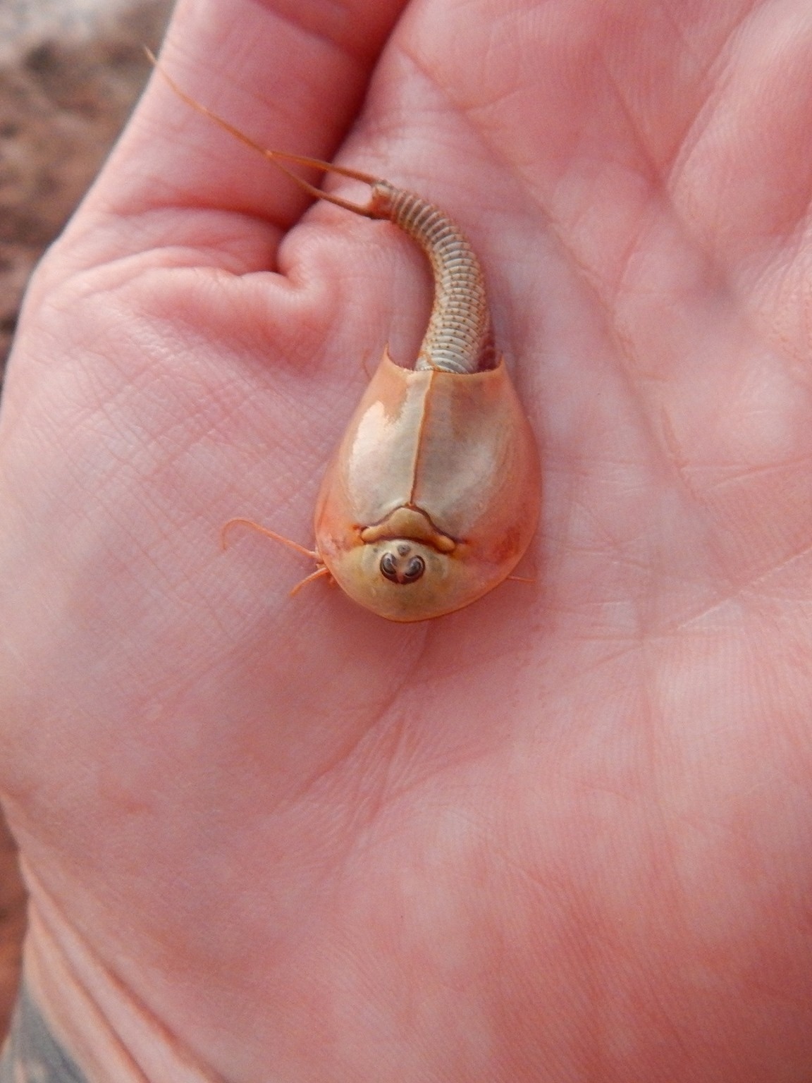 Ciclo De Vida Dos Triops Camarões Dinossauro' Com 3 Olhos Aparecem Em