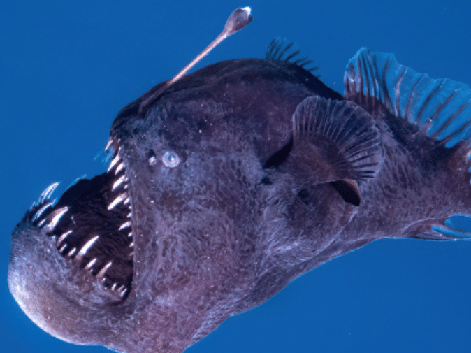 Polvo Peixe Diabo Gigante