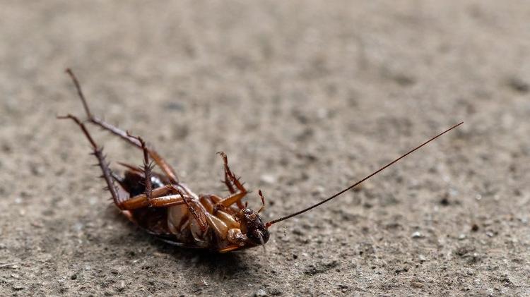 'Lista dos '4 As': as práticas comprovadas para afastar baratas de sua casa