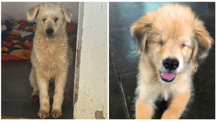 Cão cego que viralizou após rejeições é adotado após 3 anos de espera