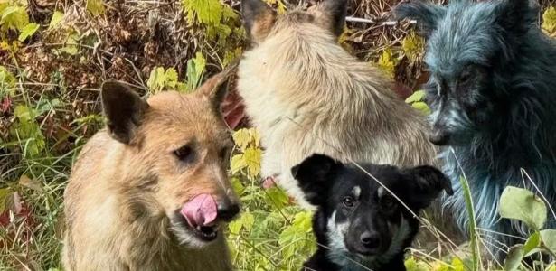 Radiação mudou os cães de Chernobyl? Estudos entram em choque