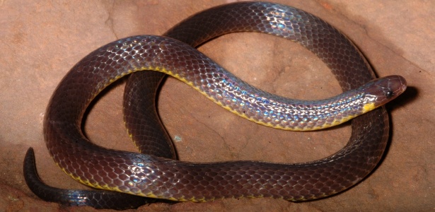 Biólogo brasileiro reúne imagens de todas as cobras já identificadas no ...
