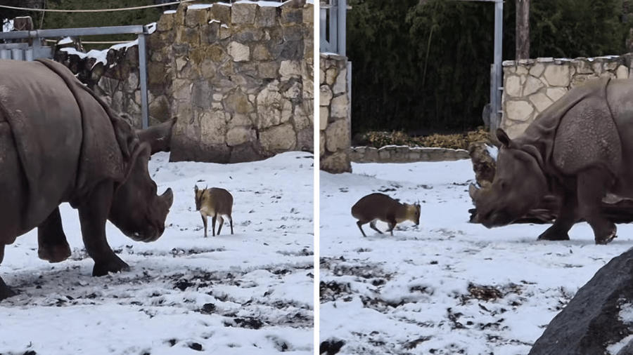 Pequeno cervo perde a noção do perigo e ataca rinoceronte na Polônia