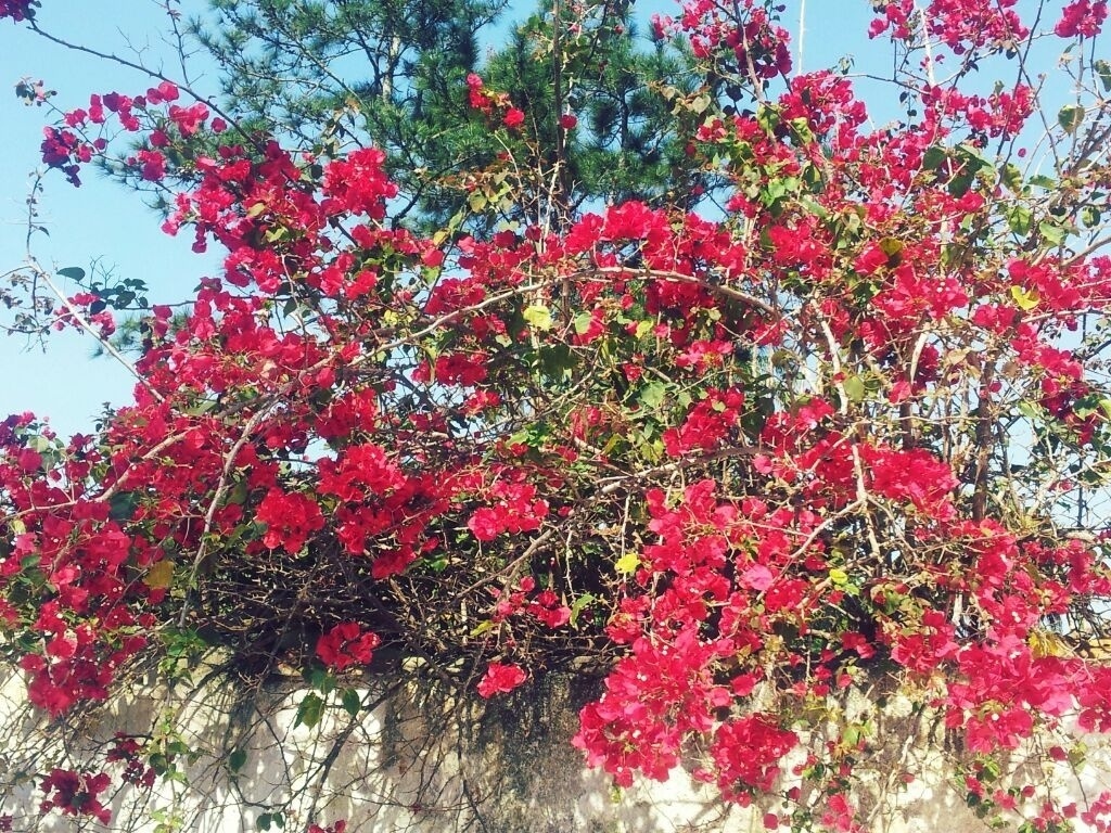 Fotos: Primavera no Brasil - 21/09/2015 - UOL Notícias