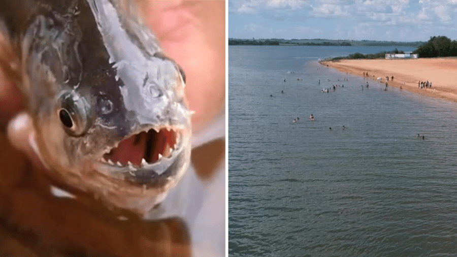 Peixe Piranha Ataca Humano Primeira Aparição De Piranha Vermelha é