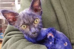 Gato é tingido de roxo e usado como brinquedo para cachorro nos EUA ...