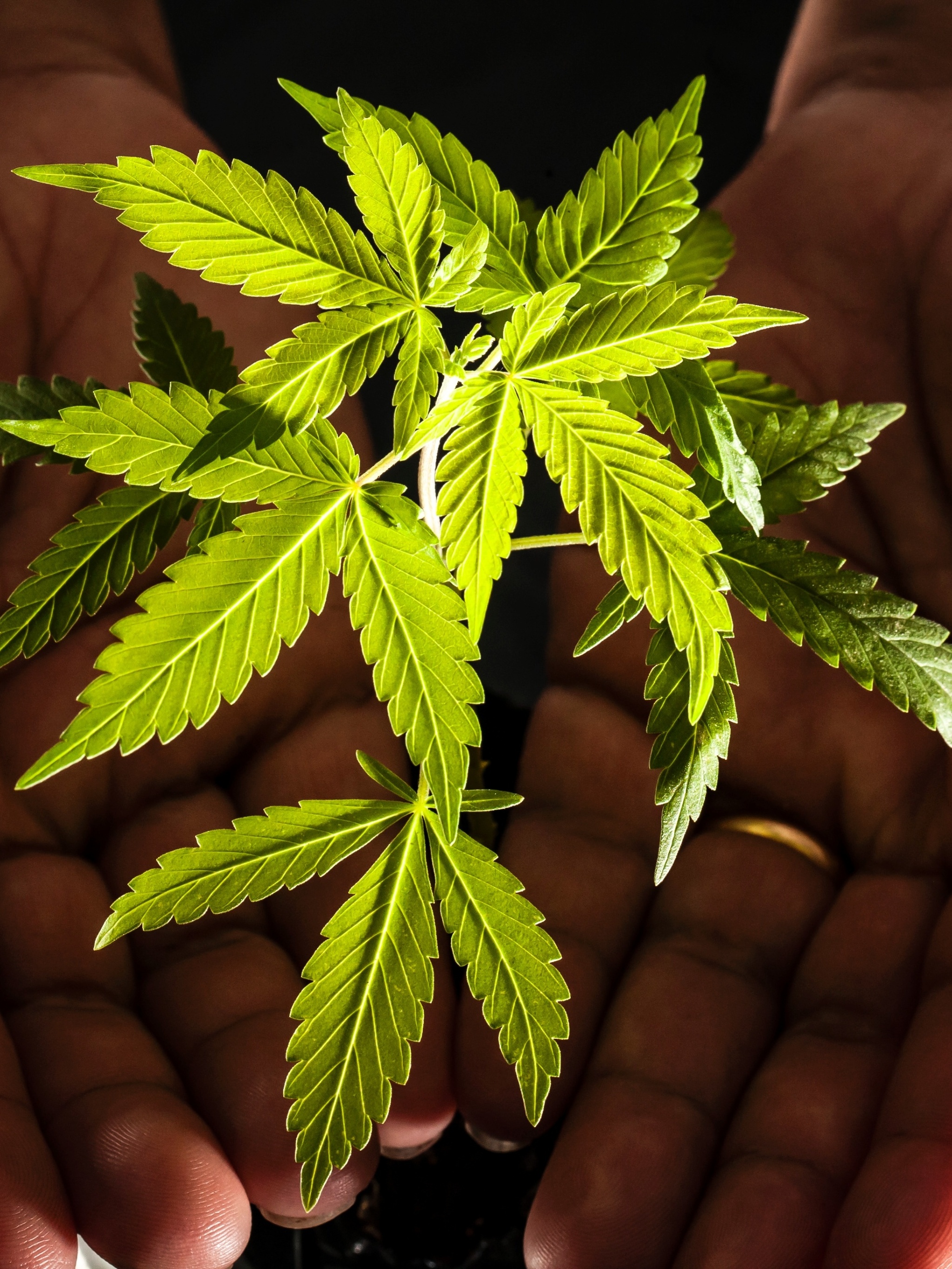 Efeitos De Fumar Maconha