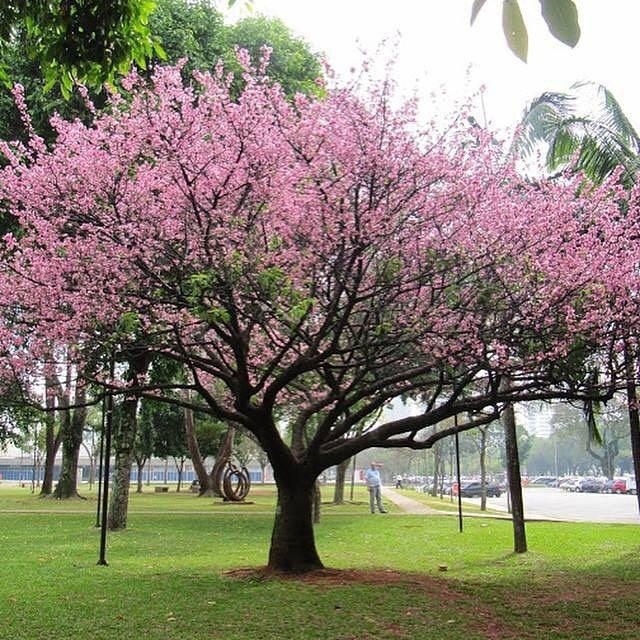 Fotos: Primavera no Brasil - 21/09/2015 - UOL Notícias