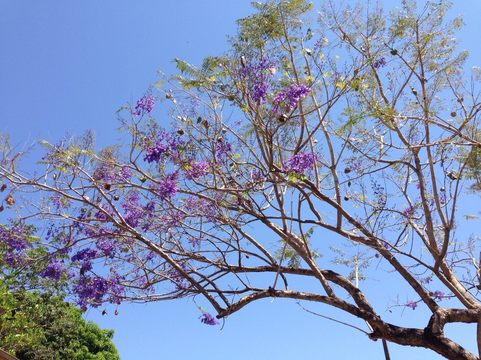 Fotos: Primavera no Brasil - 21/09/2015 - UOL Notícias
