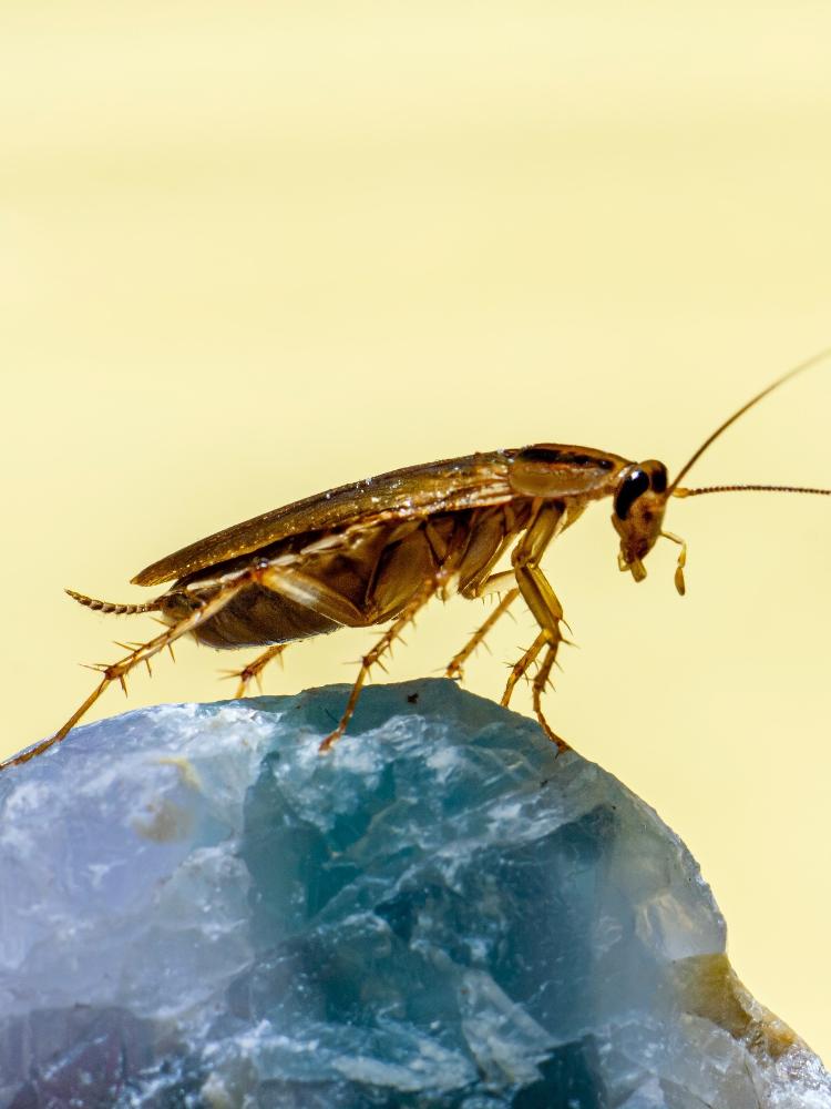 Barata tem cheiro? O detalhe que define quem sente e quem não