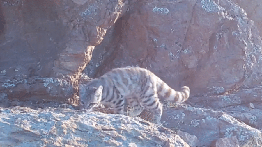 Fantasma dos Andes: espécie rara e ameaçada reaparece na Argentina
