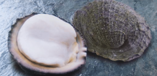Abalone 'loco' chileno é eleito molusco do ano