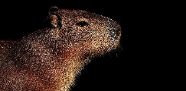 Capivara é resgatada na praia do Leblon, no Rio de Janeiro - Notícias - BOL