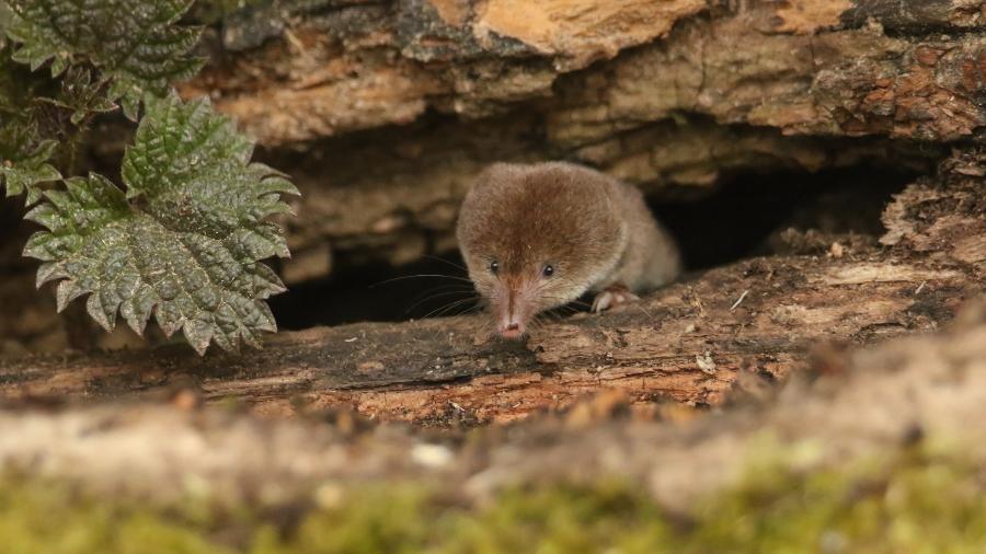 Musaranho eurasiano: conheça o bicho que encolhe o próprio cérebro