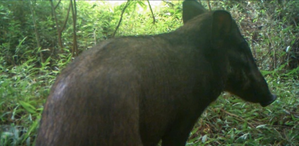 O 'porco mais feio do mundo' é visto na Indonésia - 05/01/2018 - UOL TILT