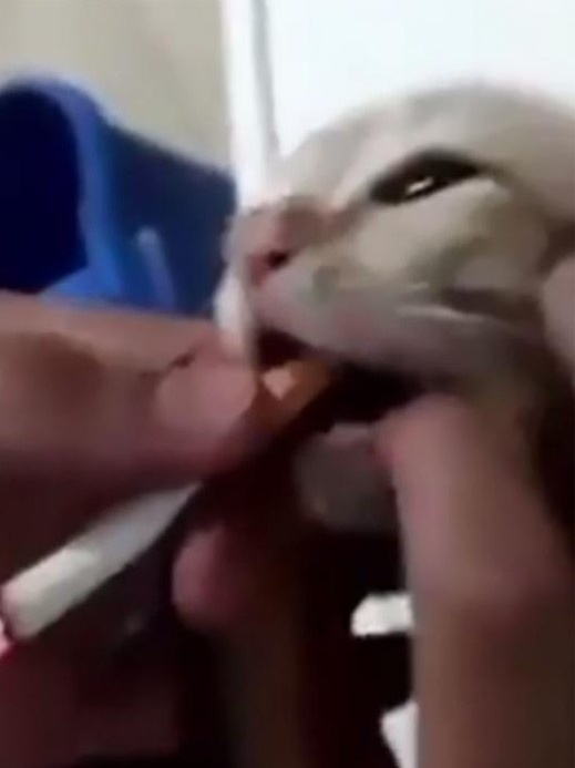 Gato Fumando Cigarrillo Gato Fumar Un Cigarrillo Con Gafas" — Imagen