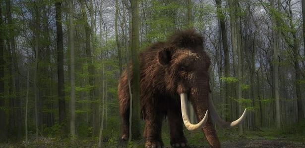 Por que uma startup recebeu R$ 80 mi para trazer mamutes de volta à ...