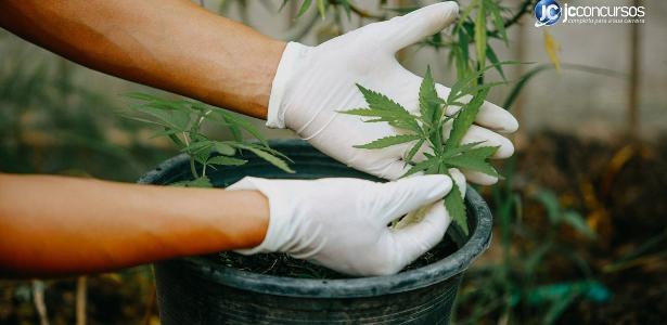 STF define quantidade de maconha para diferenciar usuário e traficante