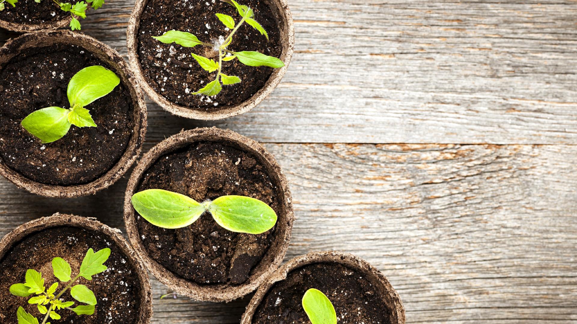 Cultivo de plantas | UOL Notícias