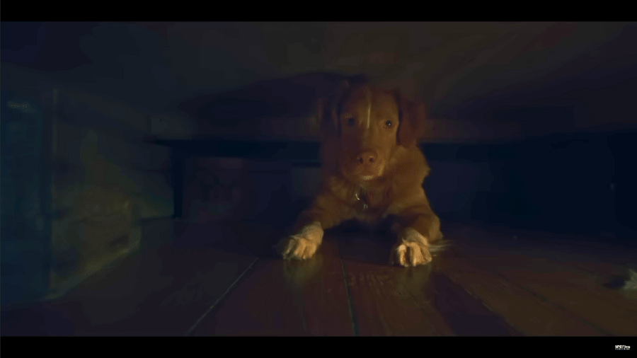 Good boy: filme de terror com cachorro protagonista ganha trailer