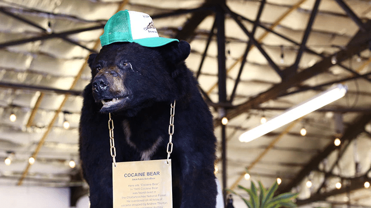 O Urso do Pó Branco: conheça a história real do filme