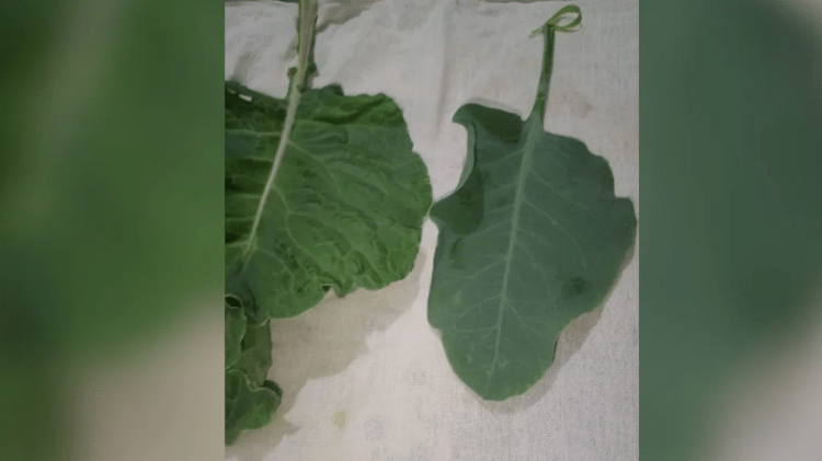 Como diferenciar a 'falsa couve' da couve normal