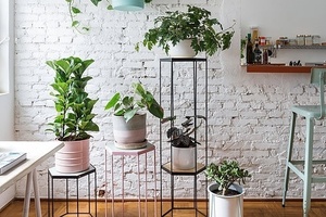 Veja como organizar as plantas em casa para ter uma "urban jungle ...