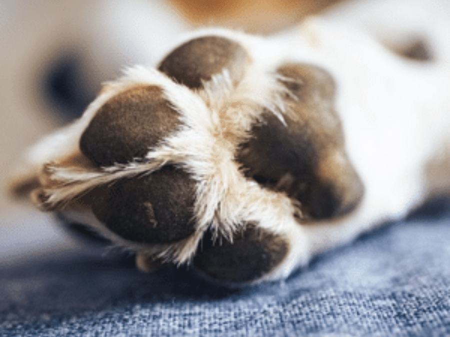 O que significa quando o cachorro esfrega o próprio rosto com a pata?
