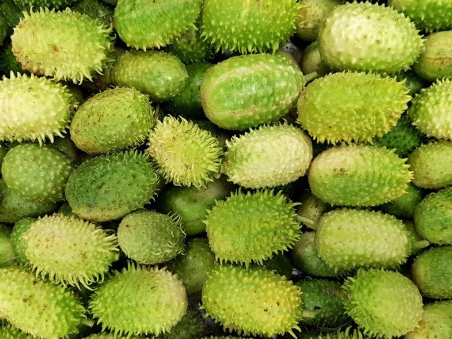 Reforça imunidade, controla açúcar no sangue: os benefícios do maxixe