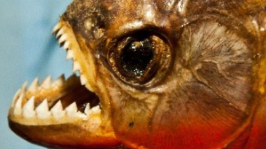 Ataque de piranhas em praia na Argentina deixa 46 feridos; vítima teve ...